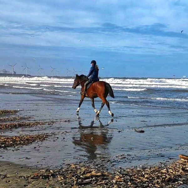 Top 10 Stunning Beaches In Rotterdam- The Netherlands